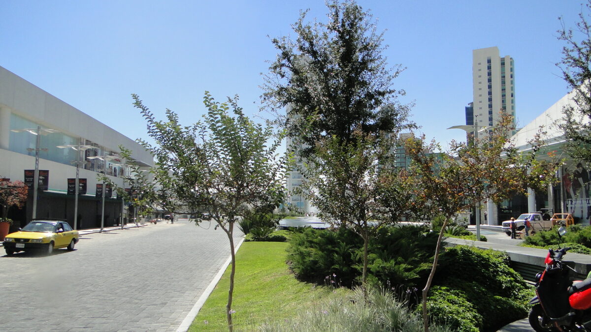 Presentan proyecto “Hagamos de nuestra ciudad un bosque urbano” - Mundo ...